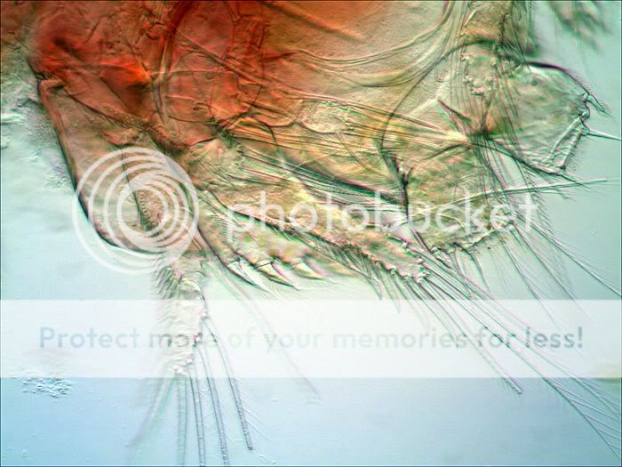 Assel? Serolis? oder was denkt Ihr?