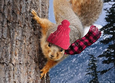 Crasher Squirrel - Ramble On - Led Zeppelin Official Forum