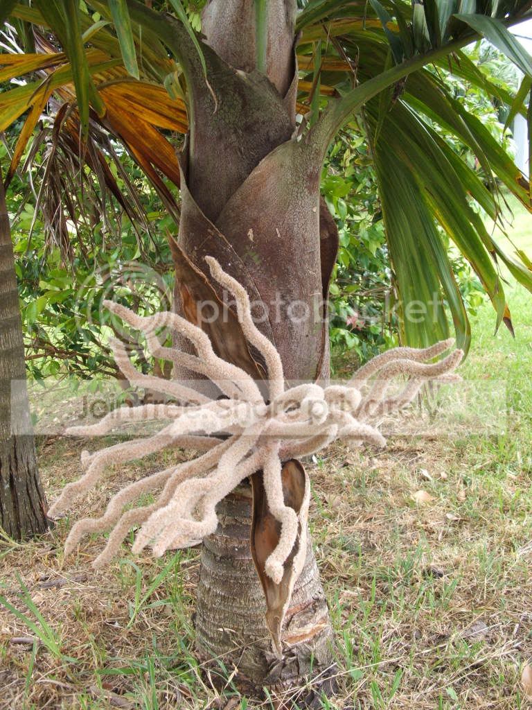 Burretokentia hapala - DISCUSSING PALM TREES WORLDWIDE - PalmTalk