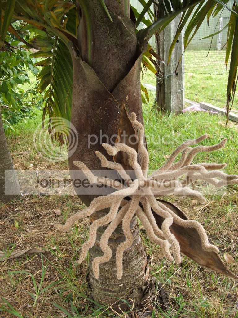 Burretokentia hapala - DISCUSSING PALM TREES WORLDWIDE - PalmTalk