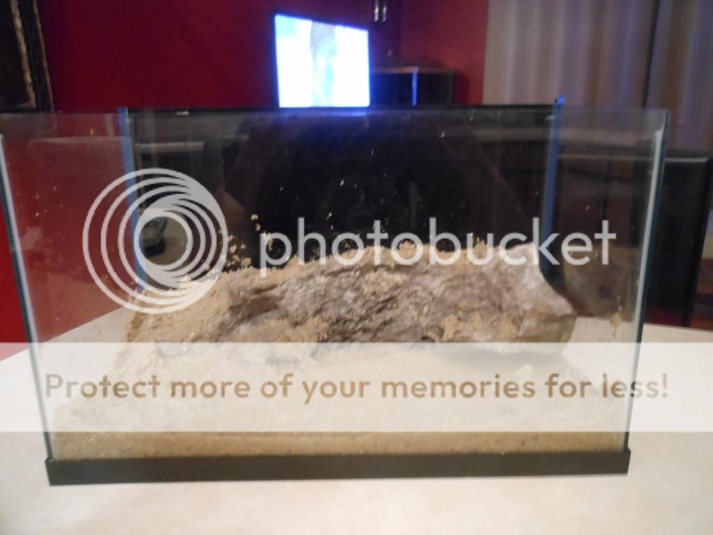 Setting up ten gallon shell dweller tank thread. Pic heavy.. | Cichlid ...