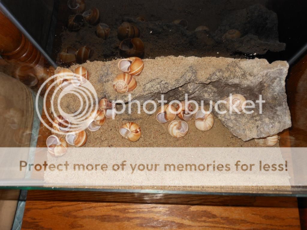 Setting up ten gallon shell dweller tank thread. Pic heavy.. | Cichlid ...