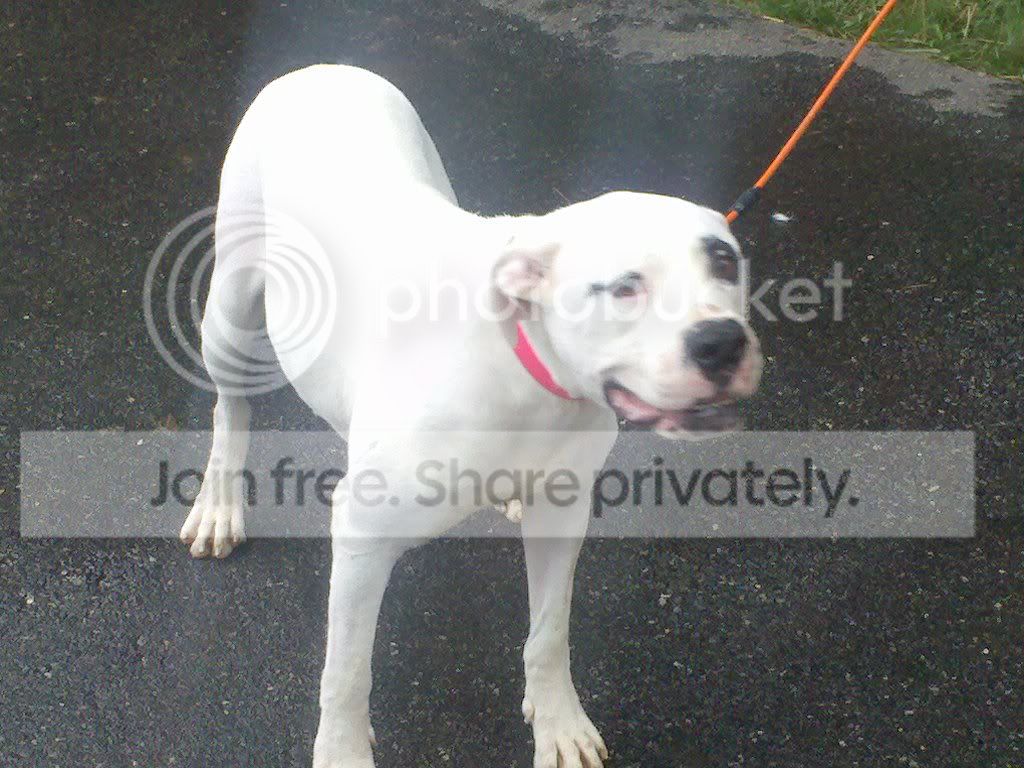 Finished Catch Dog(SOLD) and Full Dogo Female dropped to $200, OBO ...