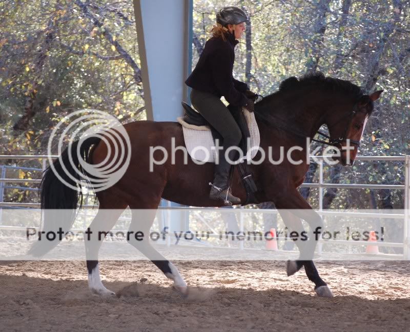 Stallions with Strong Backs/Loin Connections? - Sport Horse Breeding ...